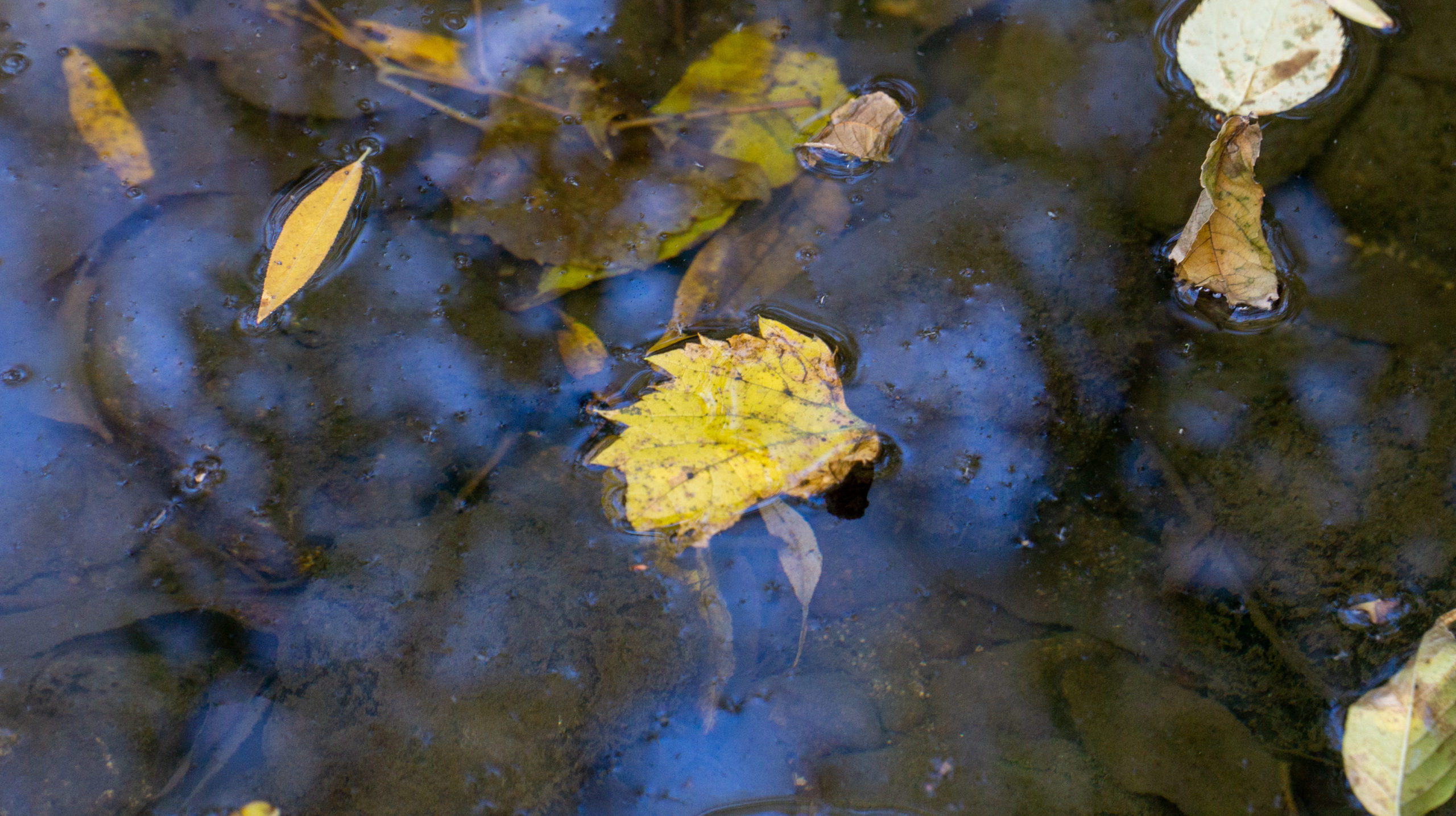 Finding Beauty In The Mundane - Excalibur
